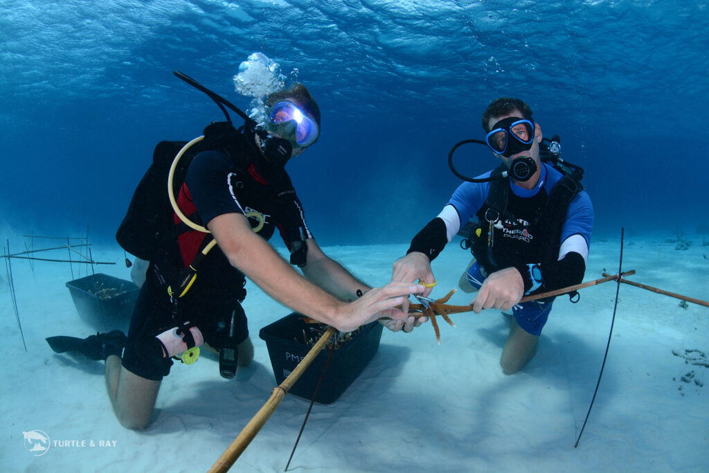 Coral restoration course | Branch Coral Foundation