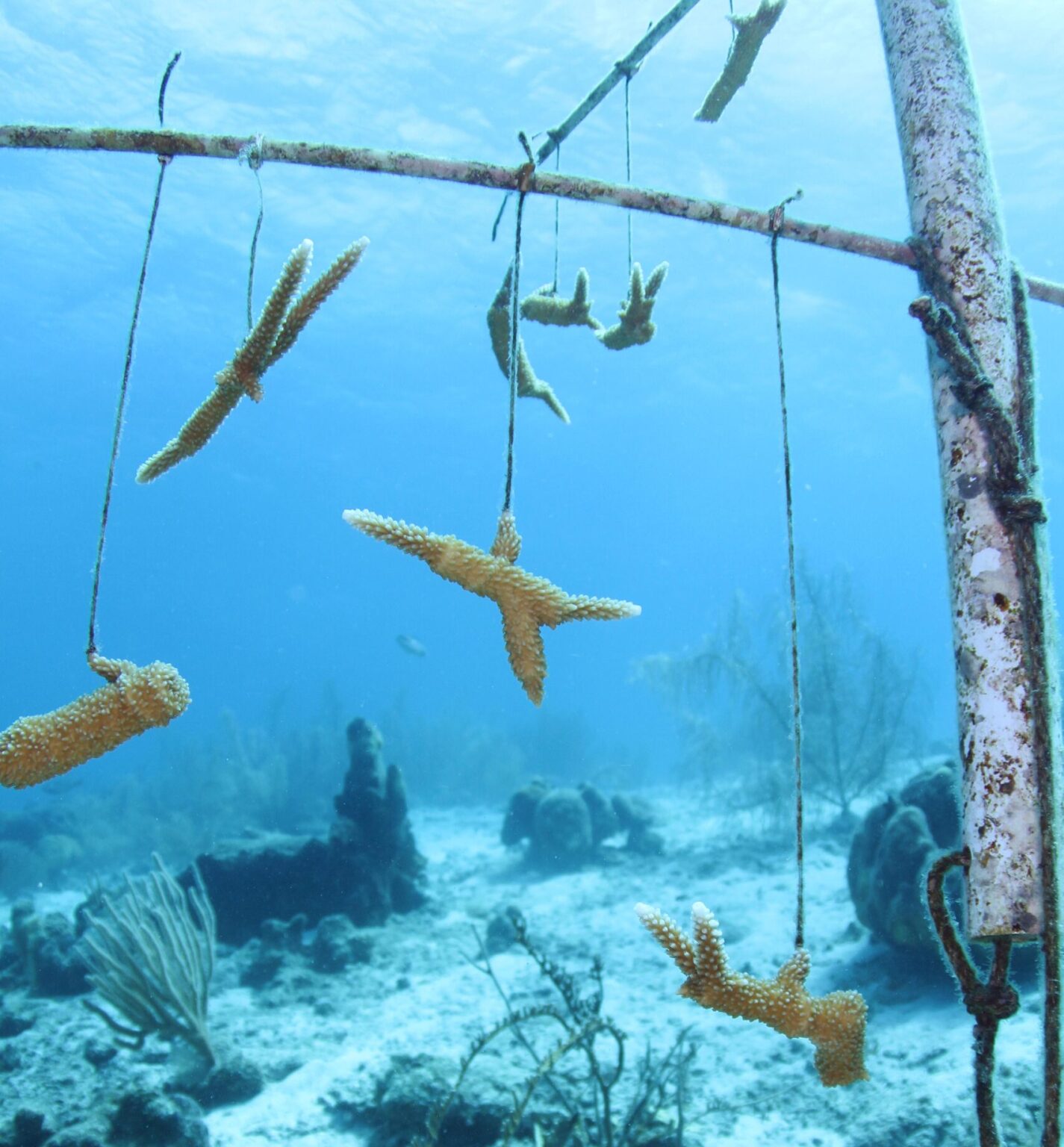 Grow. Reefs. Together. with BRANCH Coral Foundation