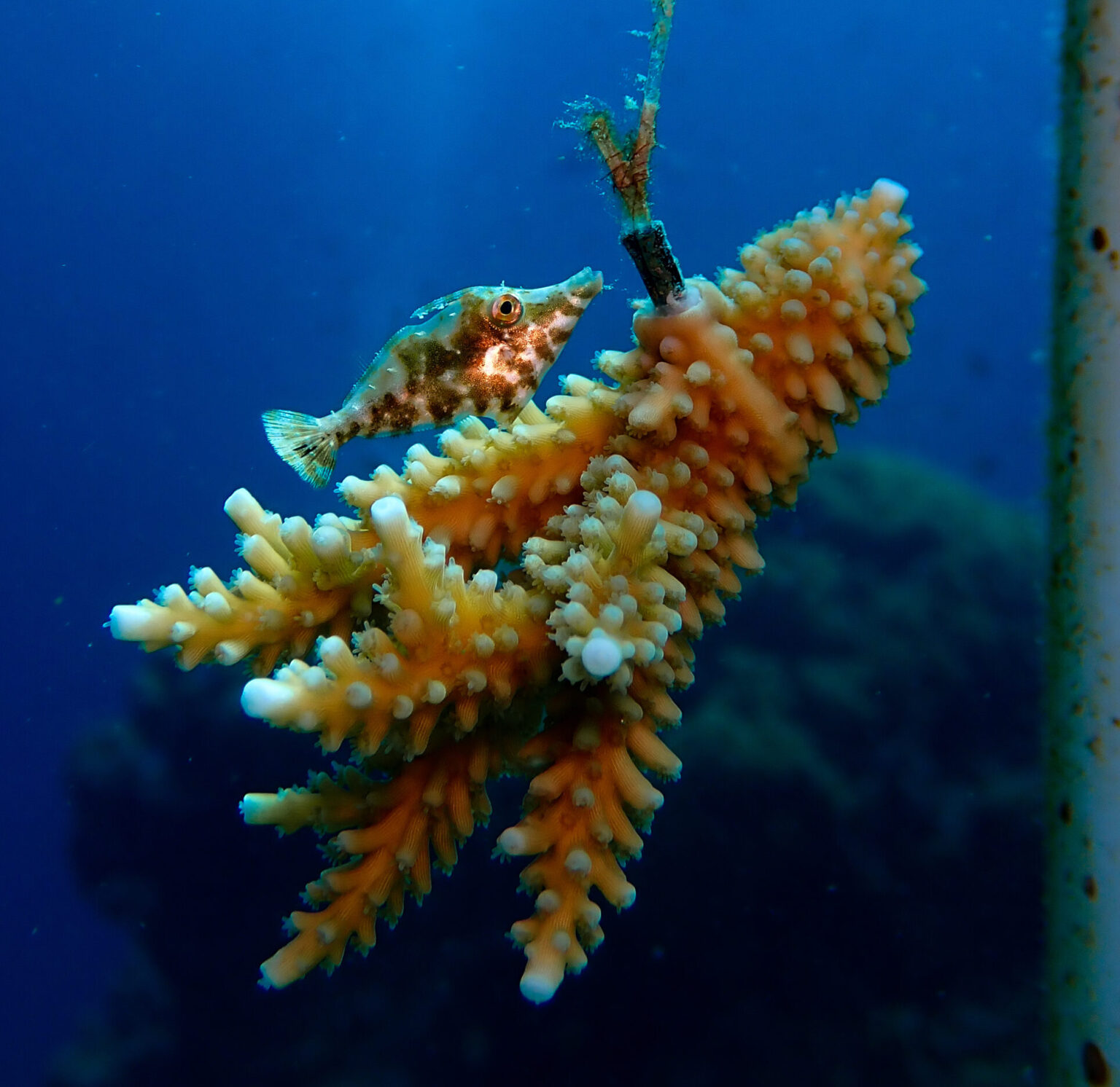 Grow. Reefs. Together. with BRANCH Coral Foundation