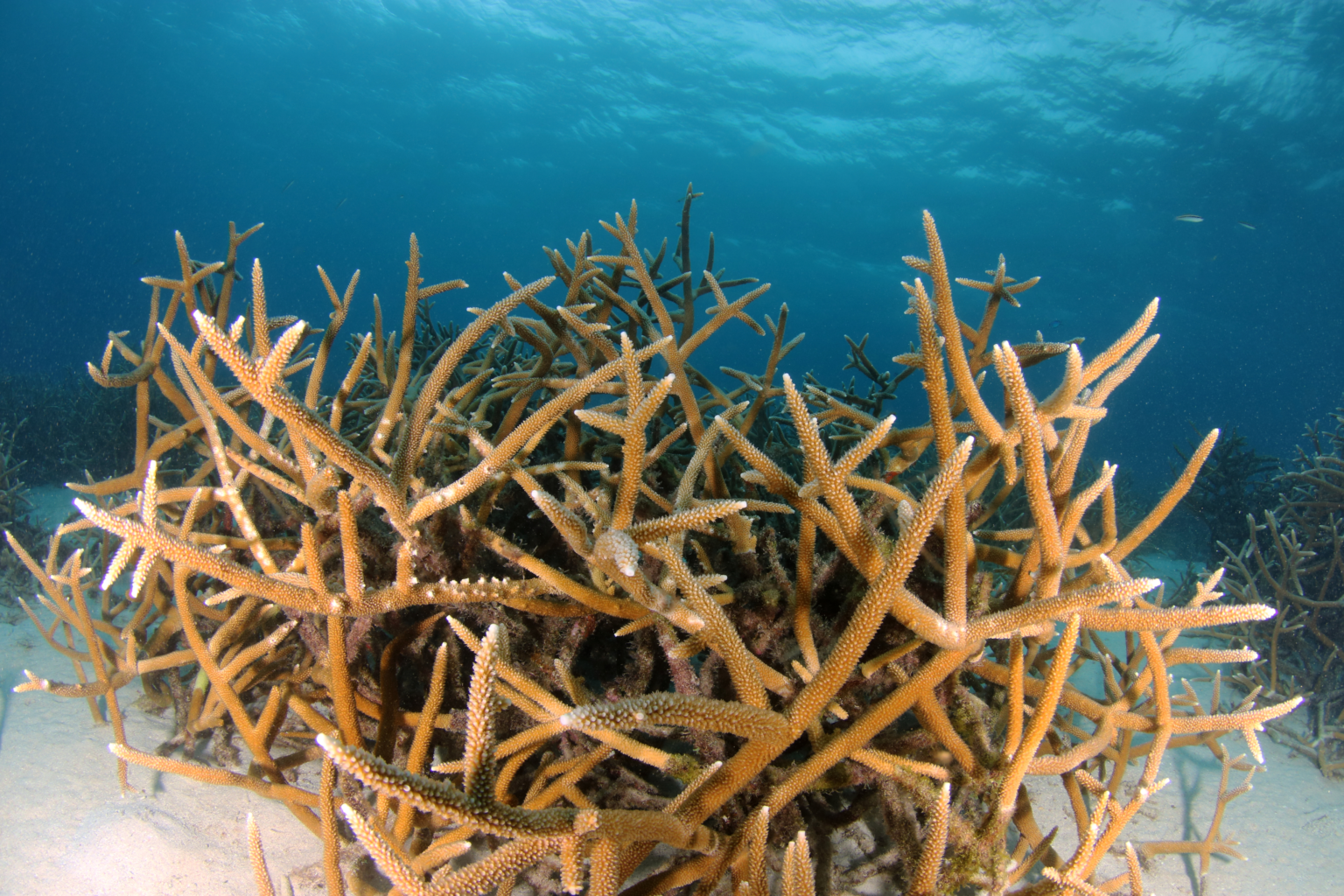 Grow. Reefs. Together. with BRANCH Coral Foundation